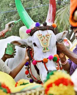Kanuma Festival Andhra Pradesh: History & Traditions