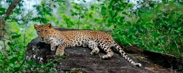 Chinnar Wildlife Sanctuary - Wildlife in Kerala - Southtourism