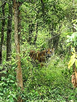 Telangana - Wildlife - Southtourism