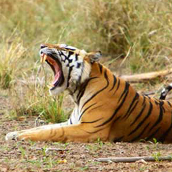 Wildlife to Visit in Andhra Pradesh - Southtourism