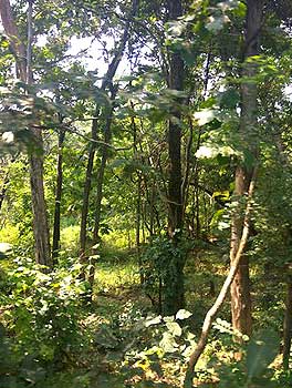 Kawal Wildlife Sanctuary - Telangana Wildlife - Southtourism