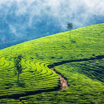 Places to Visit in munnar