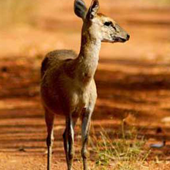 Wildlife to Visit in Andhra Pradesh - Southtourism